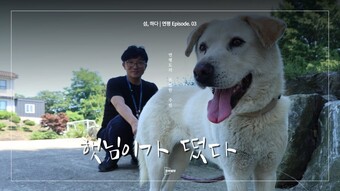 북한에서 온 풍산개의 후손. 연평도의 특별한 주민 ‘햇님'