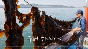 “진시황도 탐낸 해조류? 백령도 슈퍼 다시마의 탄생”